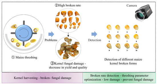 Maize Kernel Broken Rate Prediction Using Machine Vision and Machine ...