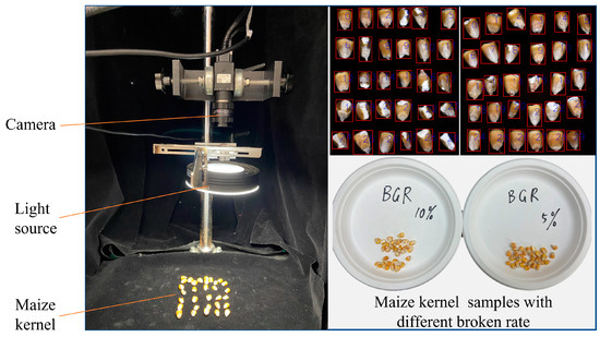 Maize Kernel Broken Rate Prediction Using Machine Vision and Machine Learning Algorithms