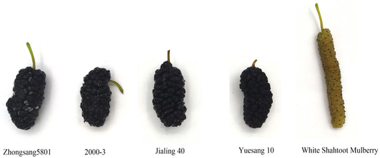 Quality Characteristics and Flavor Analysis of Five Mulberry Varieties