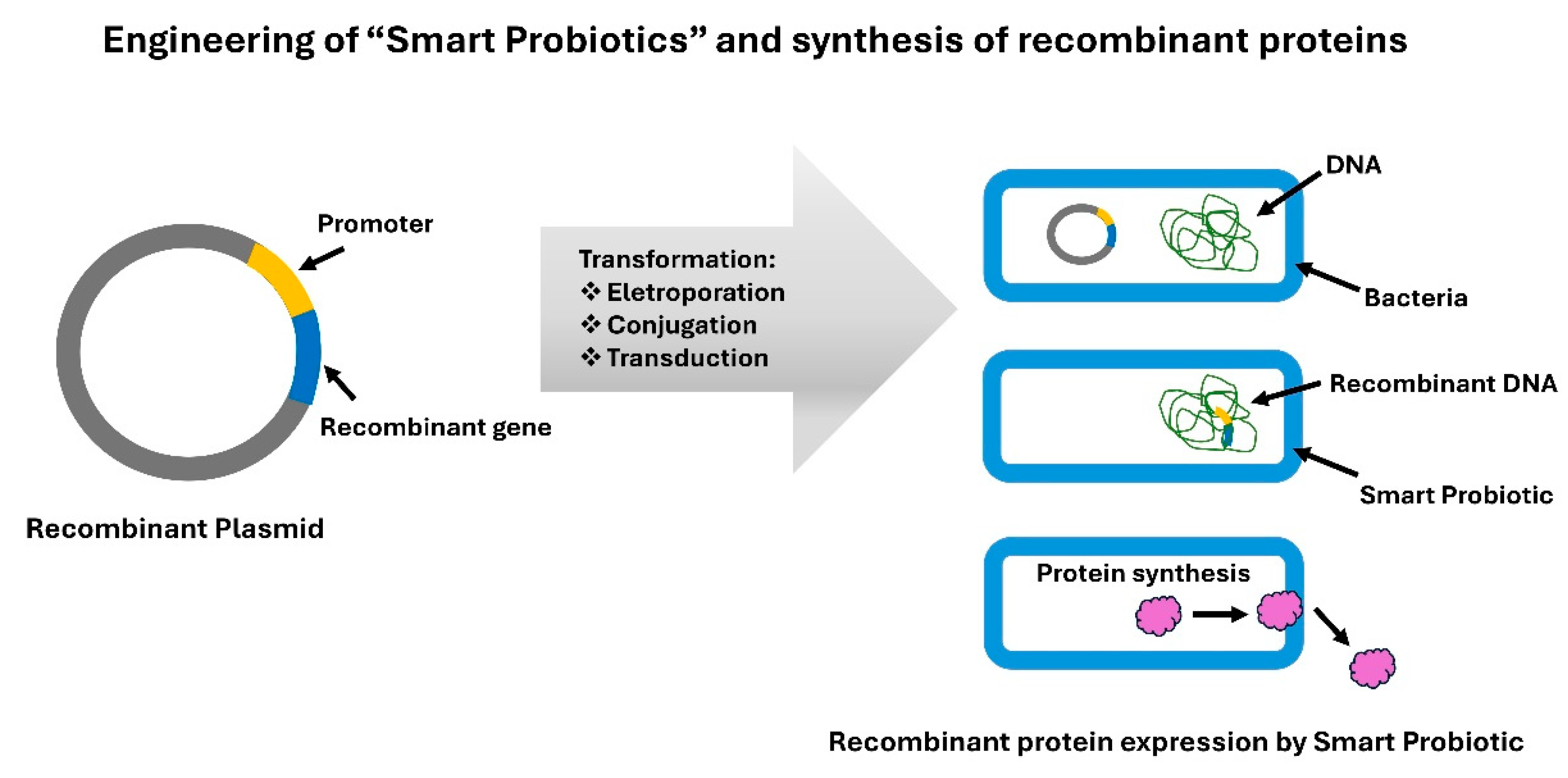 Probiotic Microorganisms in Inflammatory Bowel Diseases: Live ...