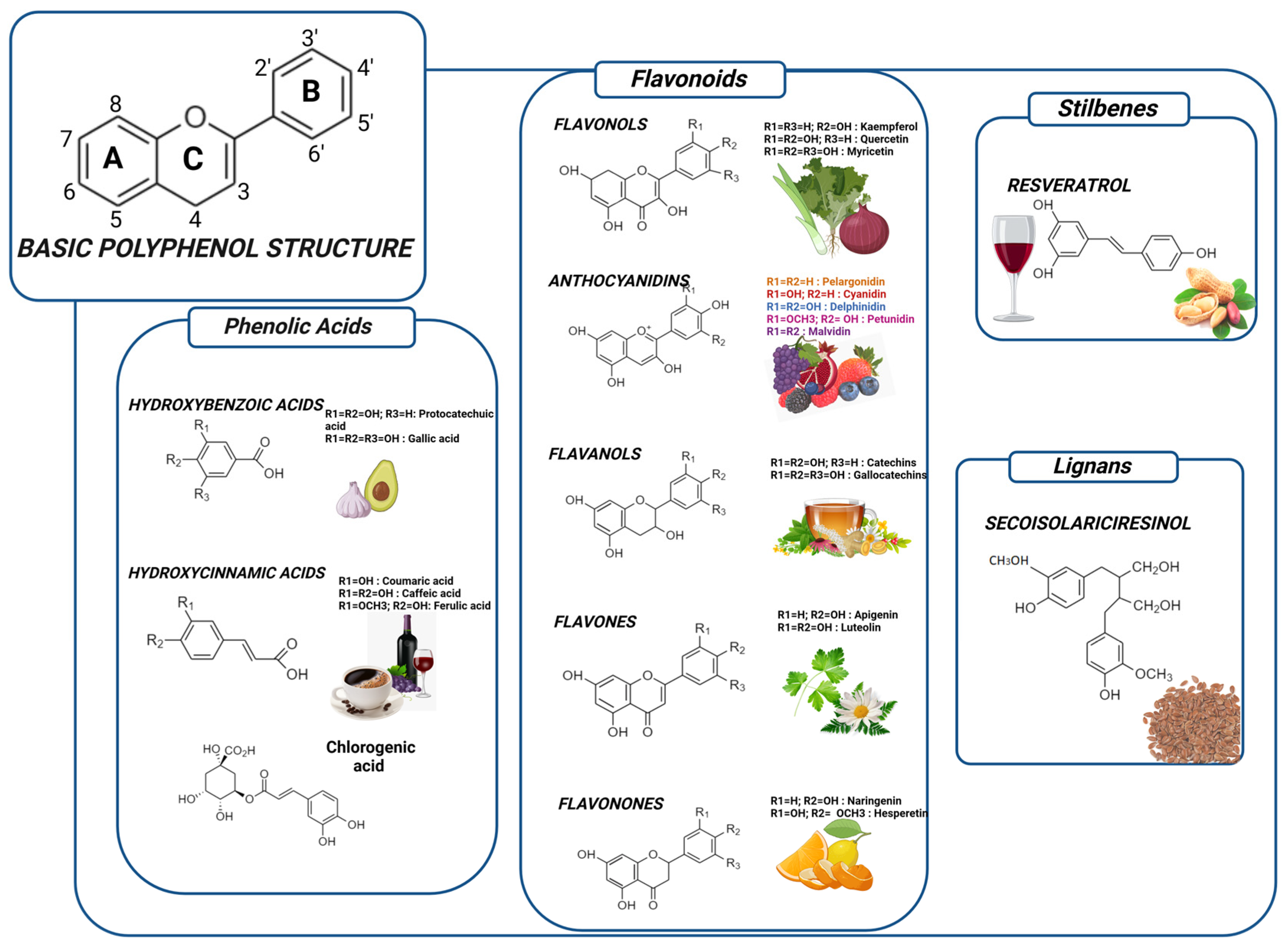 Polyphenols: From Classification to Therapeutic Potential and Bioavailability