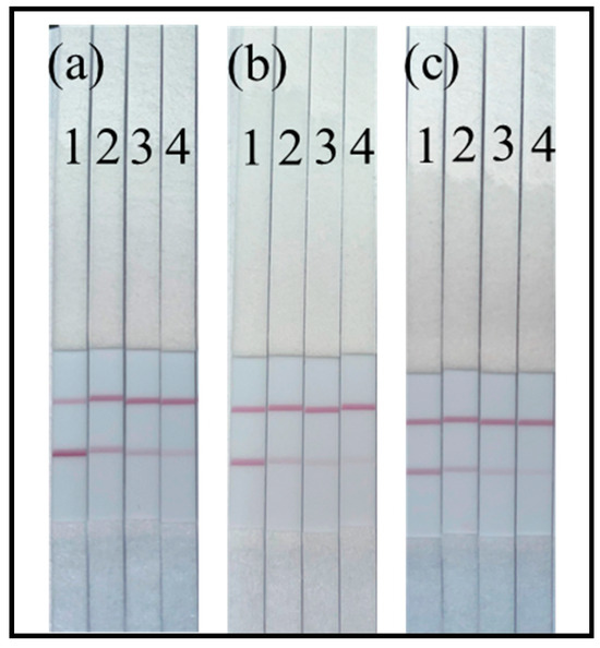 Development of a Colloidal Gold Immunochromatographic Assay Strip Using ...