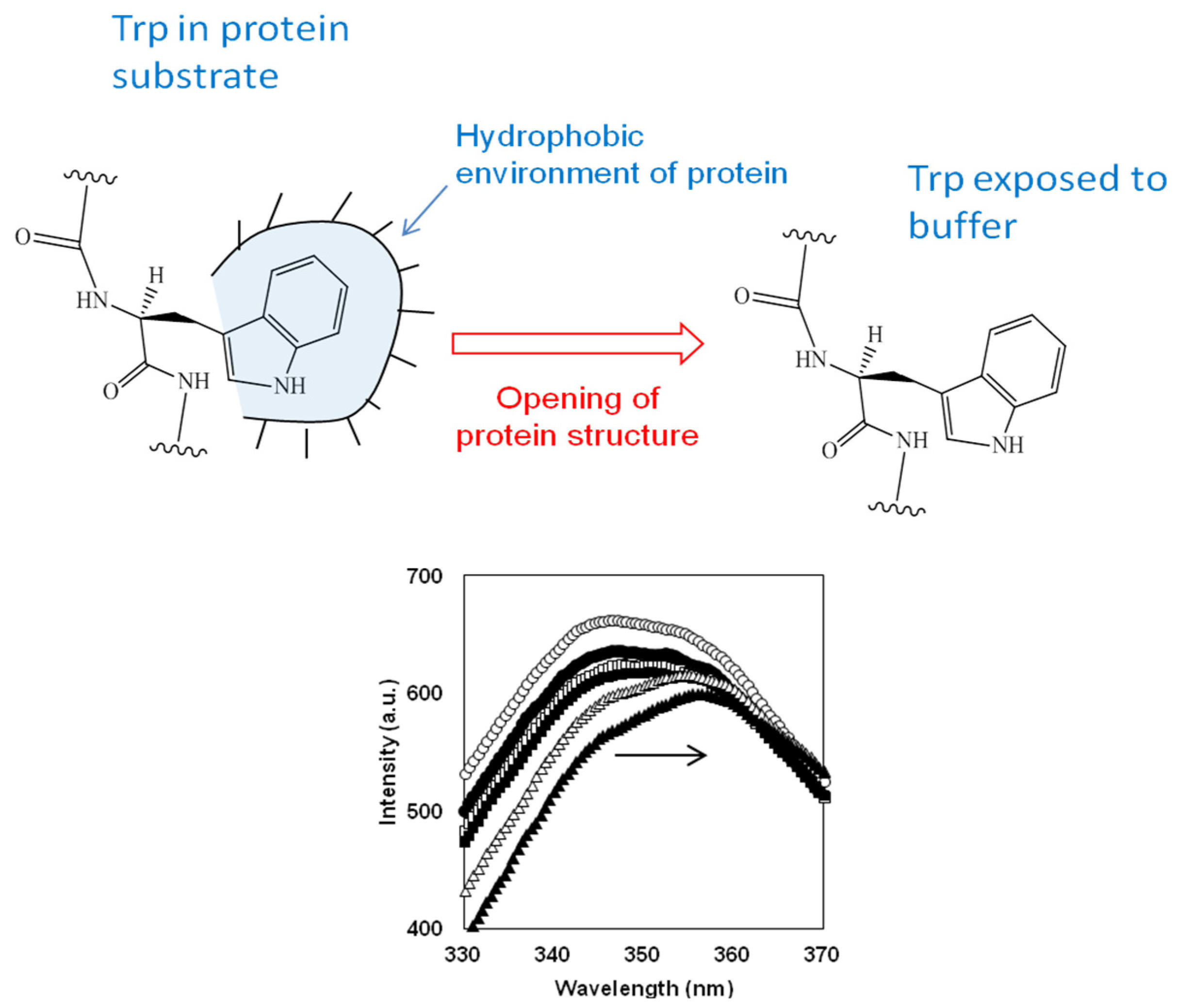 Towards a Quantitative Description of Proteolysis: Contribution of ...