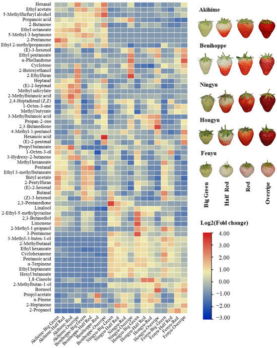 Classification of Strawberry Maturity Stages and Varieties Using Neural Networks Based on ...