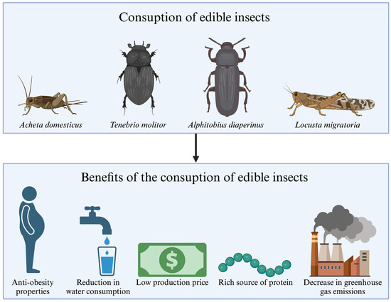 Edible Insects as an Alternative Source of Nutrients: Benefits, Risks ...