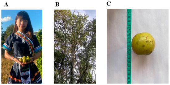 Biodiversity and Winemaking Characteristics of Yeasts Isolated from ...