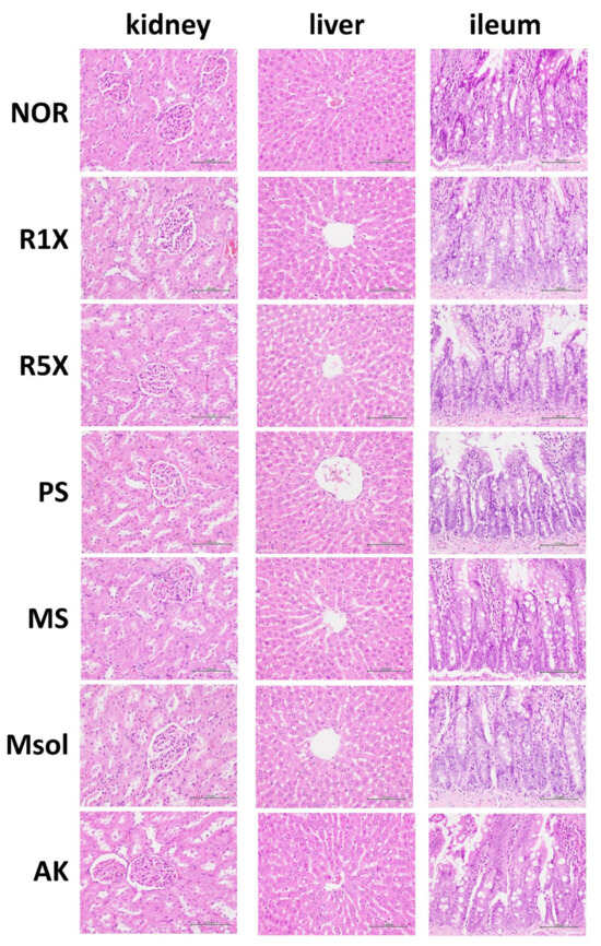 Effects of Monascus pilosus SWM 008-Fermented Red Mold Rice and Its ...