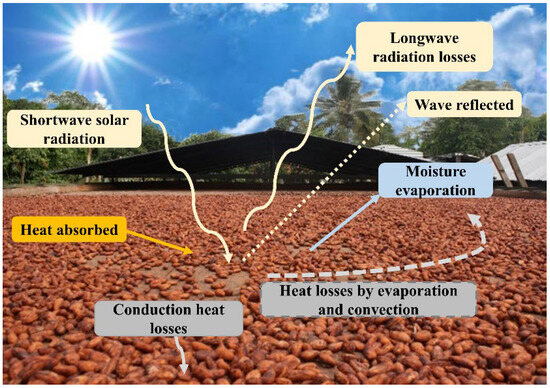 Unravelling Cocoa Drying Technology: A Comprehensive Review of the ...