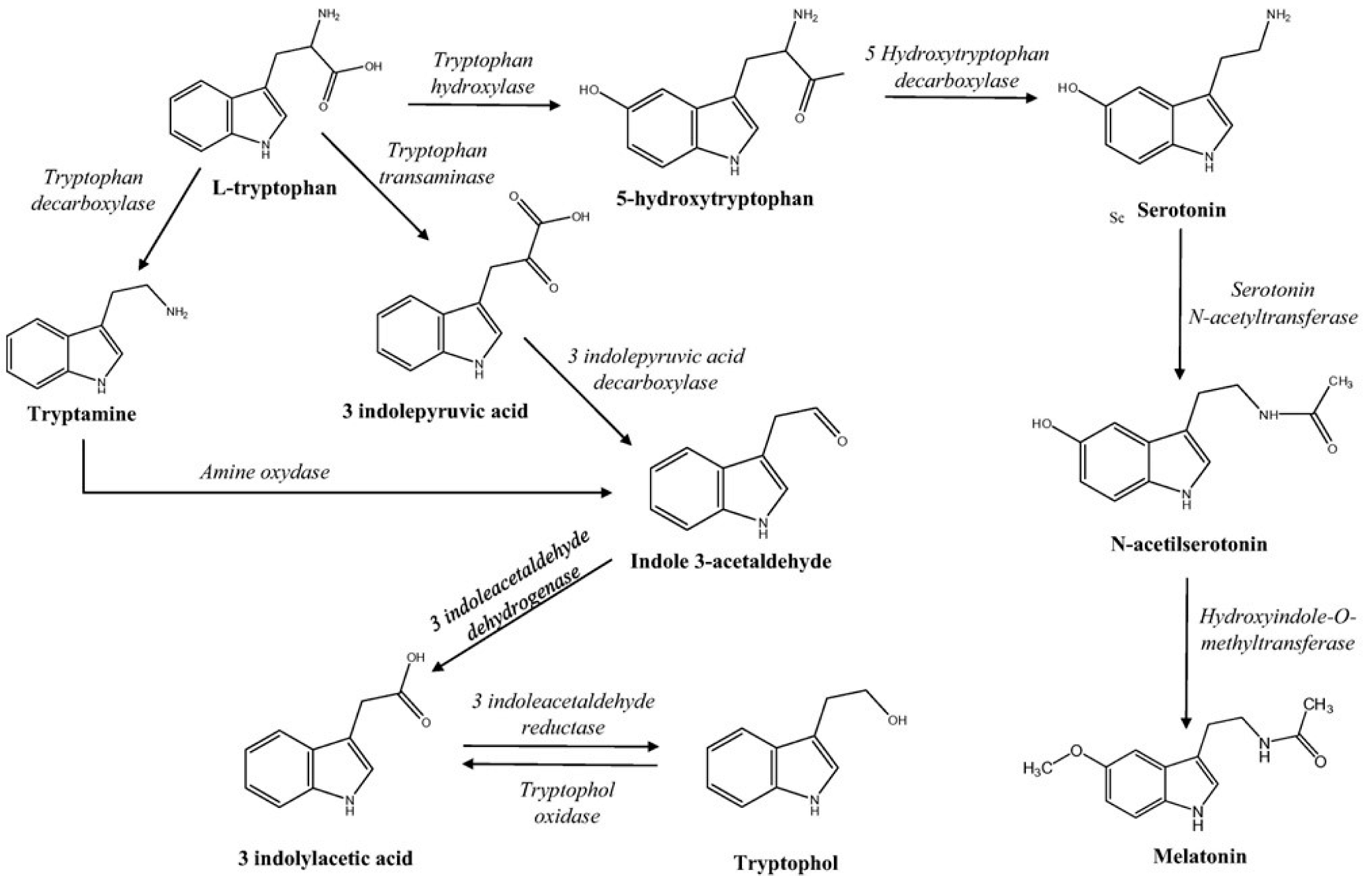 Indole Content Profiling During Biological Ageing of Cava Sparkling Wine