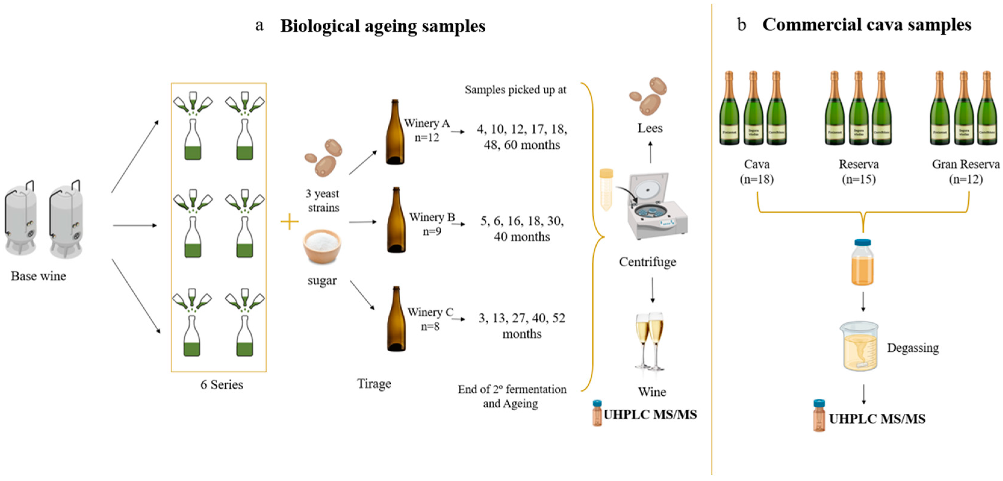 Indole Content Profiling During Biological Ageing of Cava Sparkling Wine