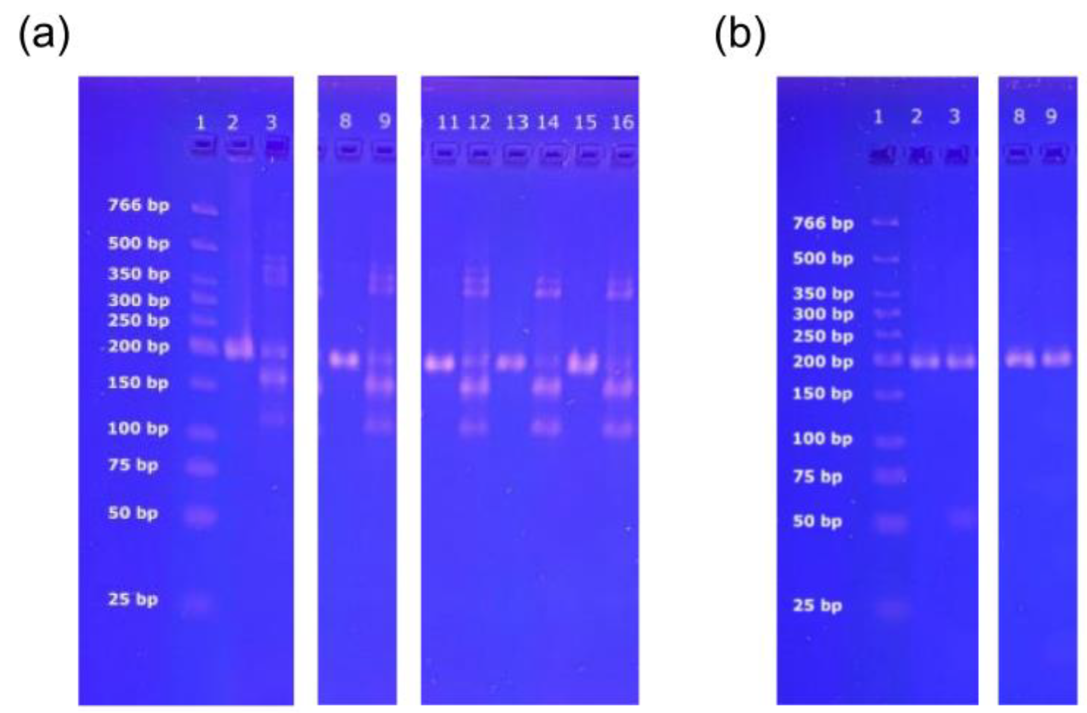 Authentication of EU-Authorized Edible Insect Species in Food Products ...