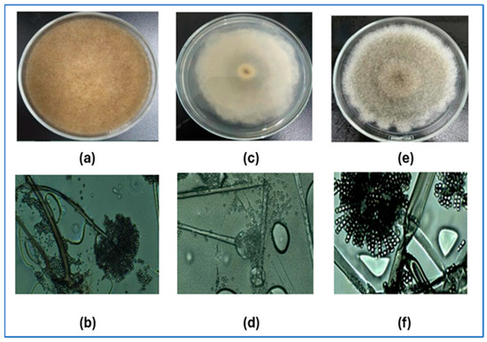 Effectiveness of Cinnamon Oil Embedded Chitosan–Gelatin Film in ...