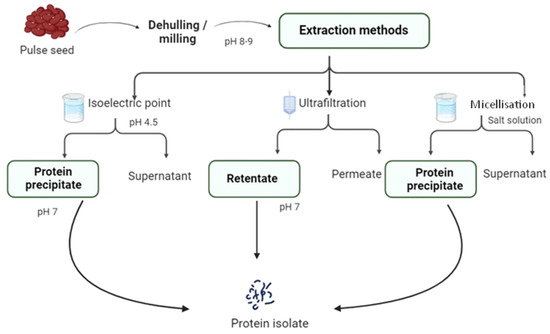 Pulse Proteins: Processing, Nutrition, and Functionality in Foods