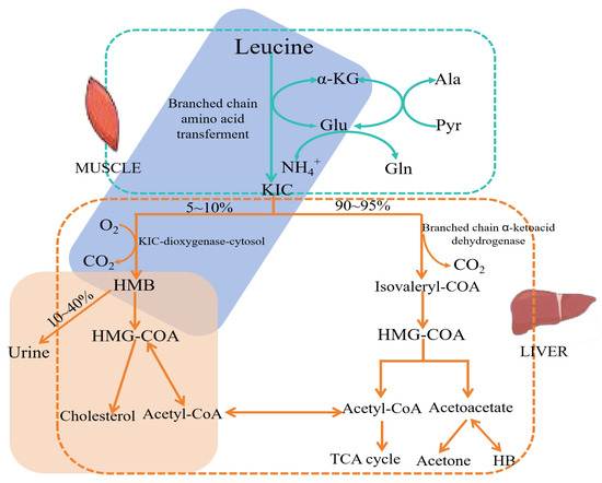 Physiological Benefits, Applications, and Future Directions of β ...