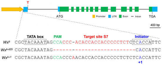 Creating a Superior Wx Allele with Temperature-Responsive Amylose ...