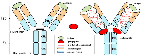 Fc-Binding Cyclopeptide Induces Allostery from Fc to Fab: Revealed ...