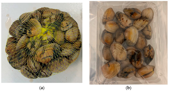 Extending the Shelf-Life of Live Clams, Venerupis corrugata—Important ...