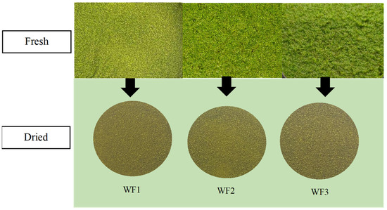 Nutritional Composition and Bioactive Profiles of Farmed and Wild ...