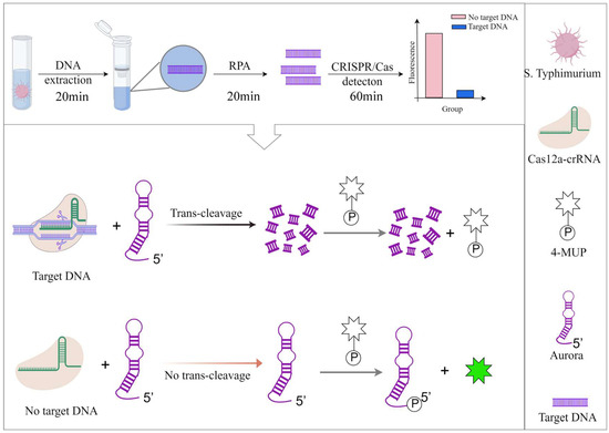CRISPR-Cas12a/Aurora Deoxyribozyme Cascade: A Label-Free Ultrasensitive ...