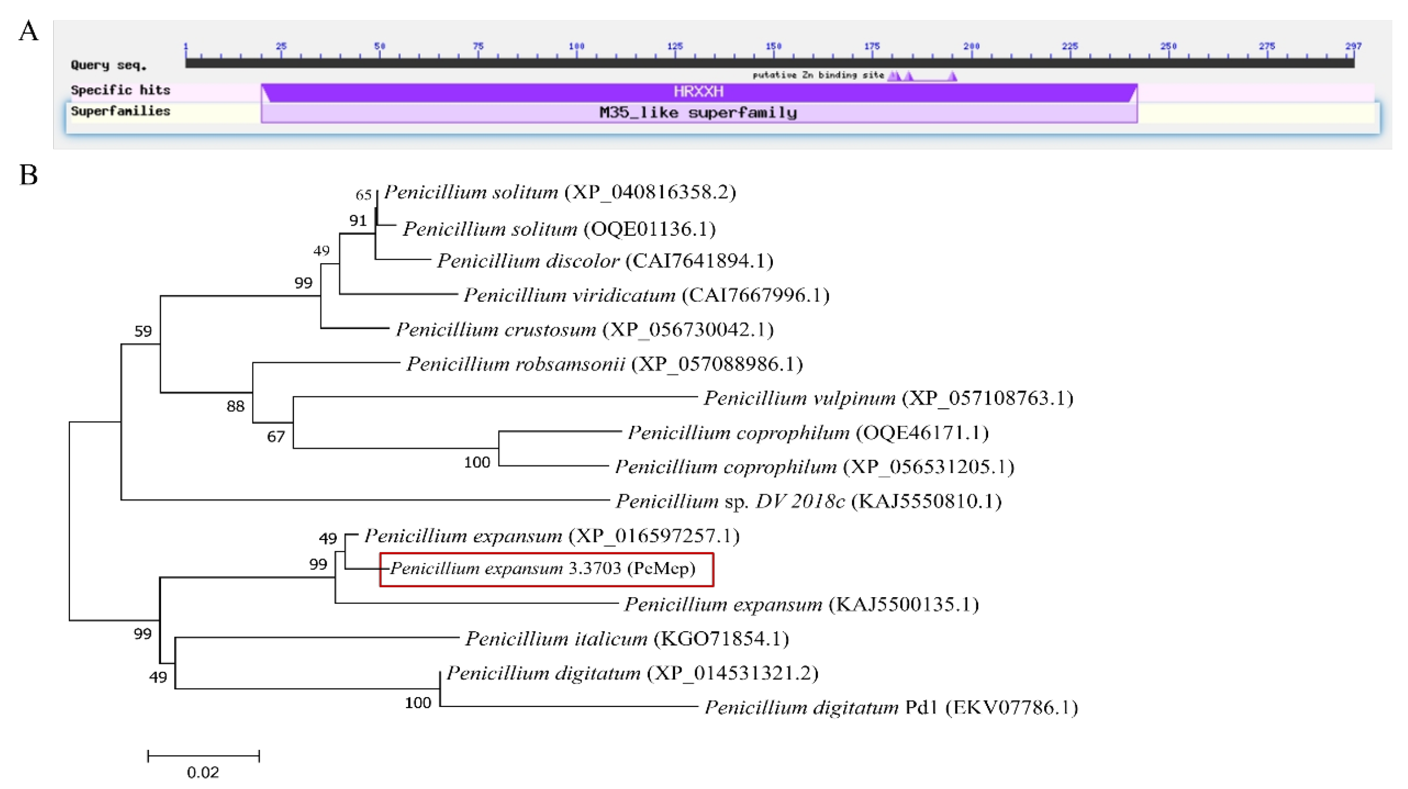 Functional Characterization of PeMep Gene Reveals Its Roles in the ...