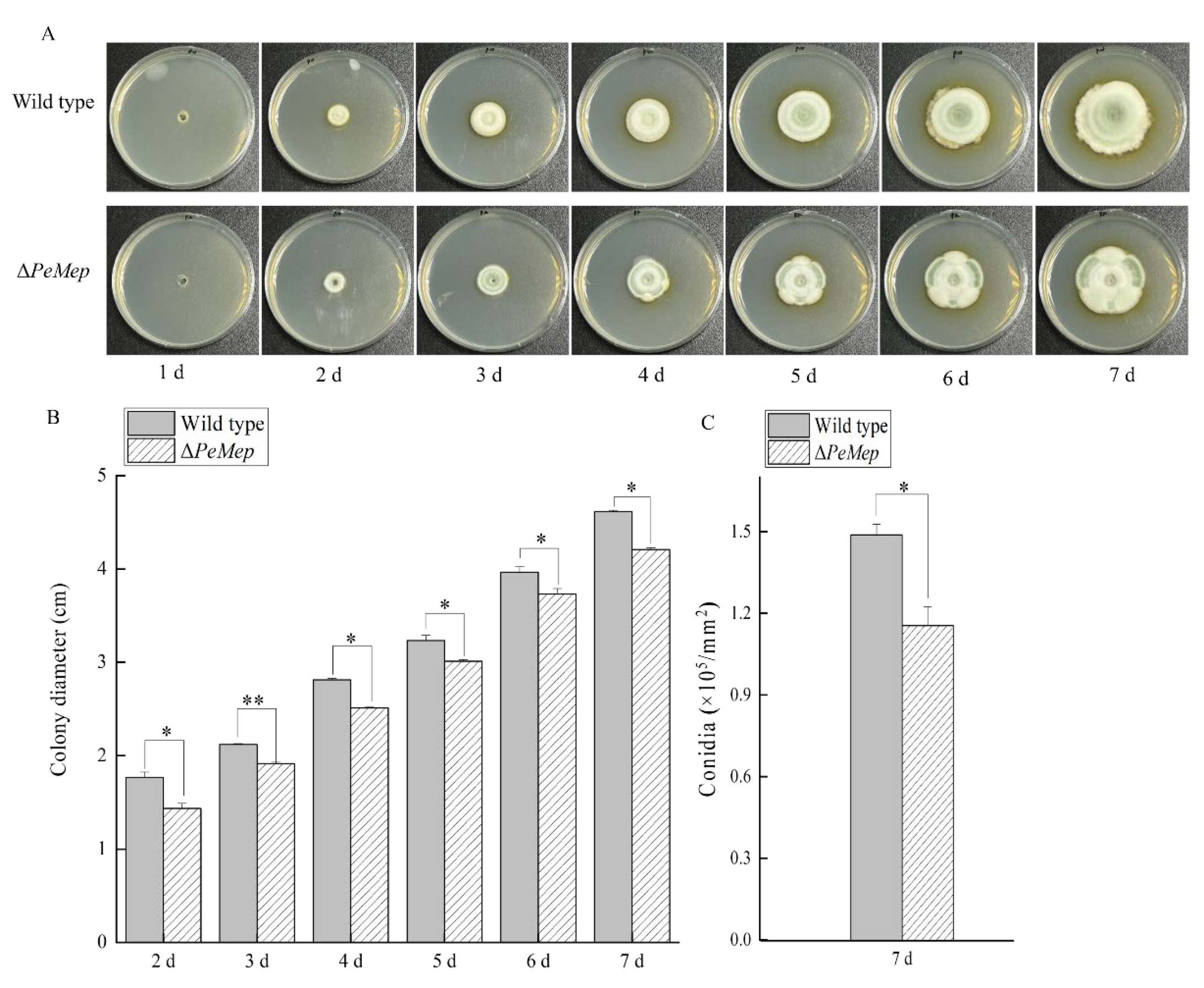 Functional Characterization of PeMep Gene Reveals Its Roles in the ...