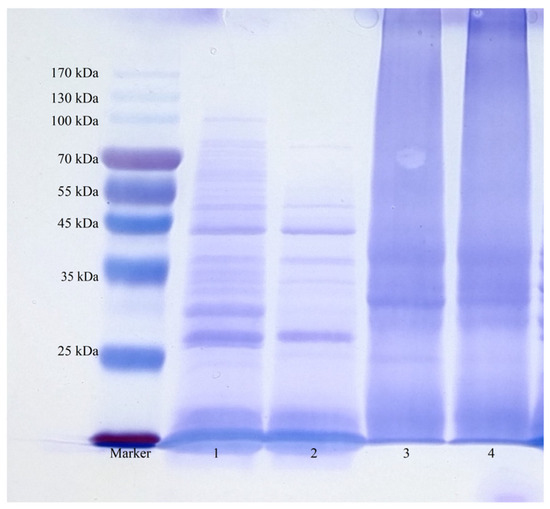Evaluation of the Functional Properties and Edible Safety of Concocted ...