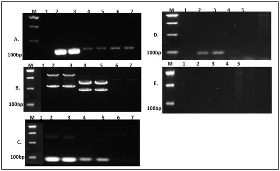 Development of Multiplex qPCR Method for Accurate Detection of Enzyme ...