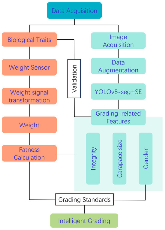 Efficient and Non-Invasive Grading of Chinese Mitten Crab Based on Fatness Estimated by Combing ...