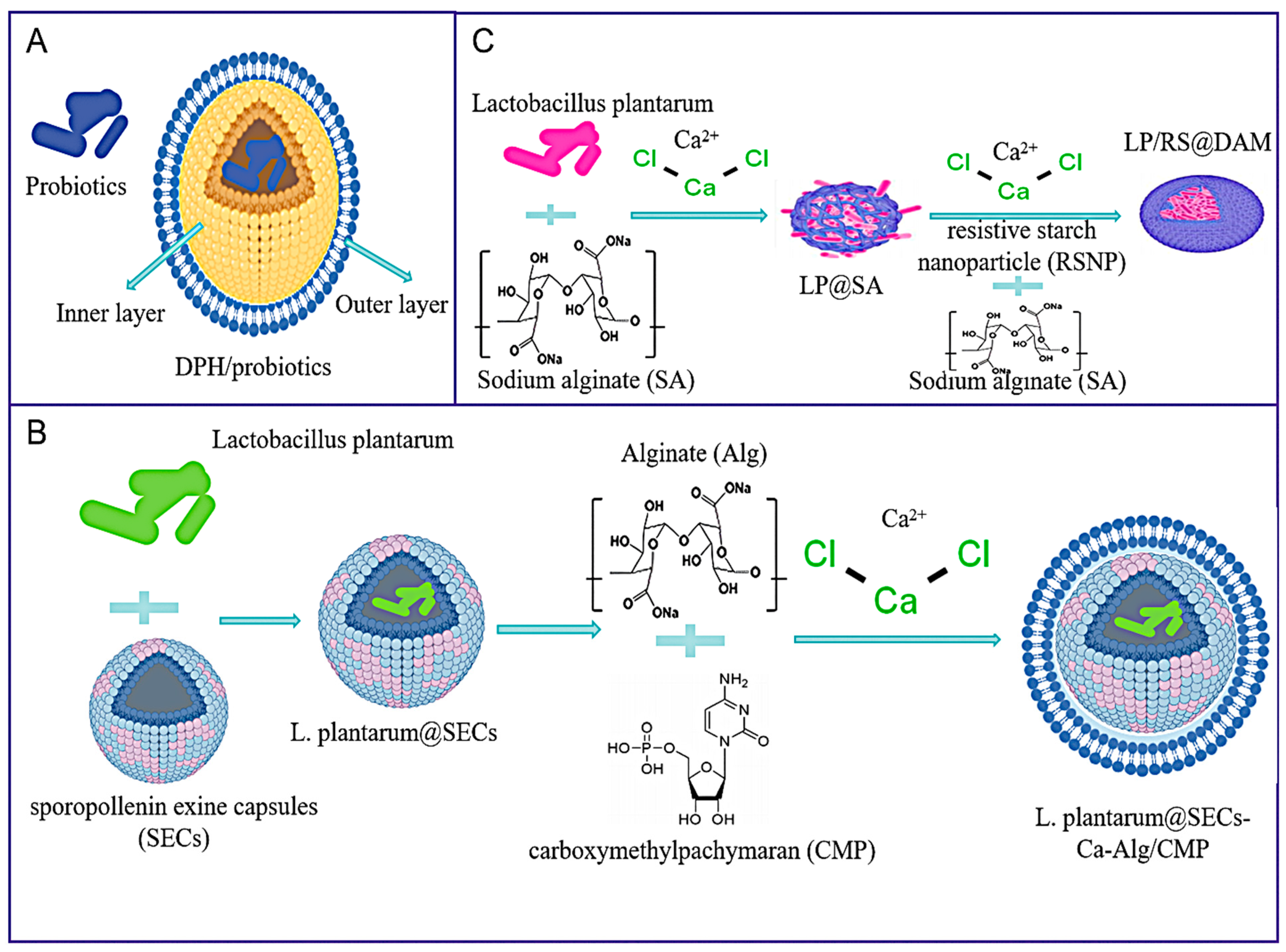 Enteric Delivery of Probiotics: Challenges, Techniques, and Activity Assays