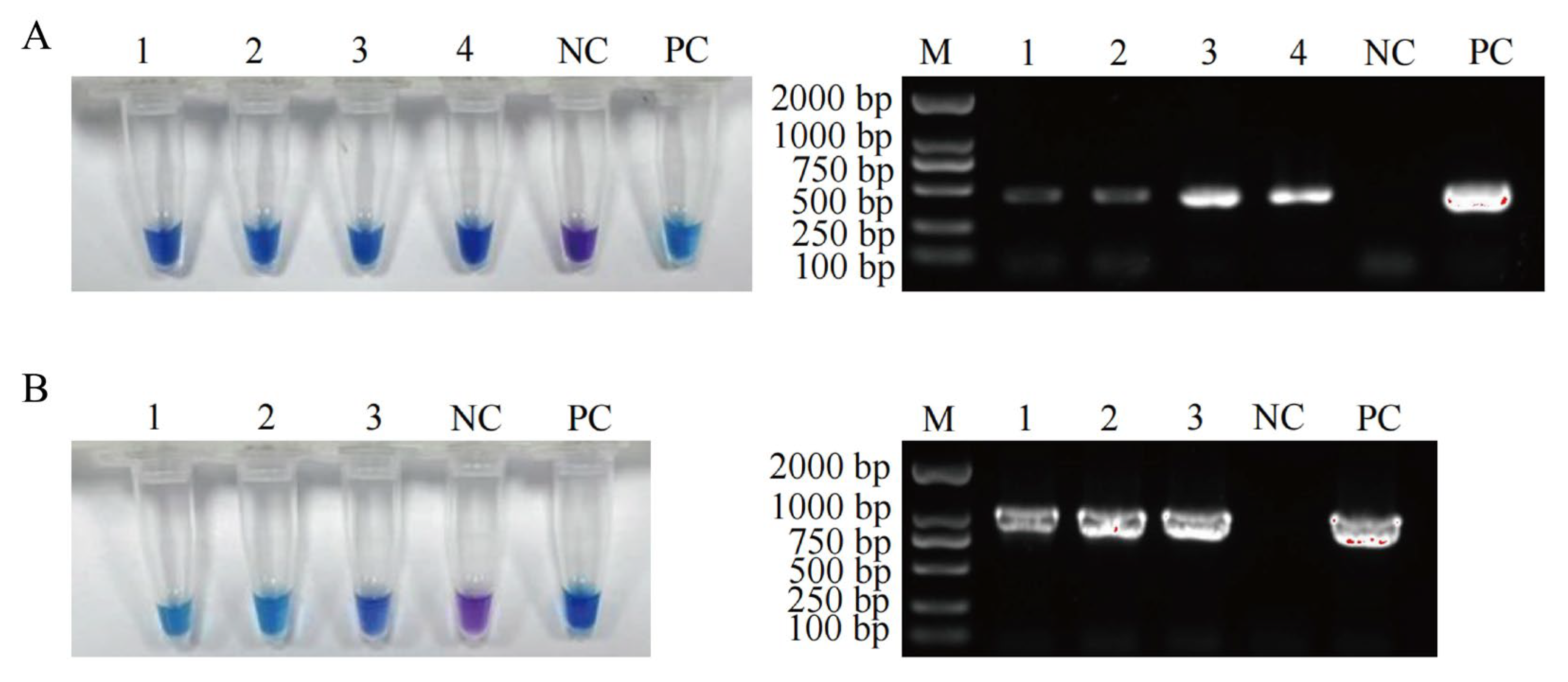Loop-Mediated Isothermal Amplification for Detecting Four Major Foodborne Pathogens in Meat and ...