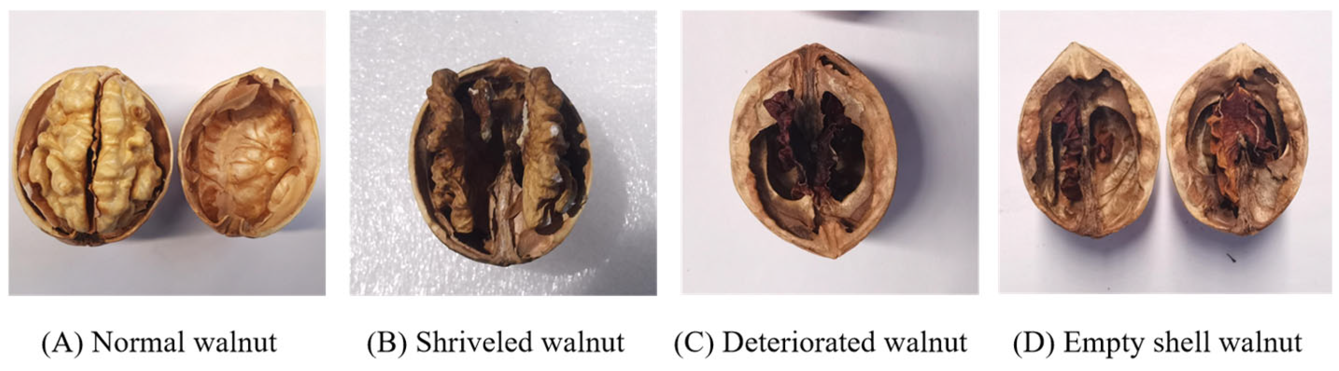 Nondestructive Detection and Quality Grading System of Walnut Using X-Ray Imaging and ...