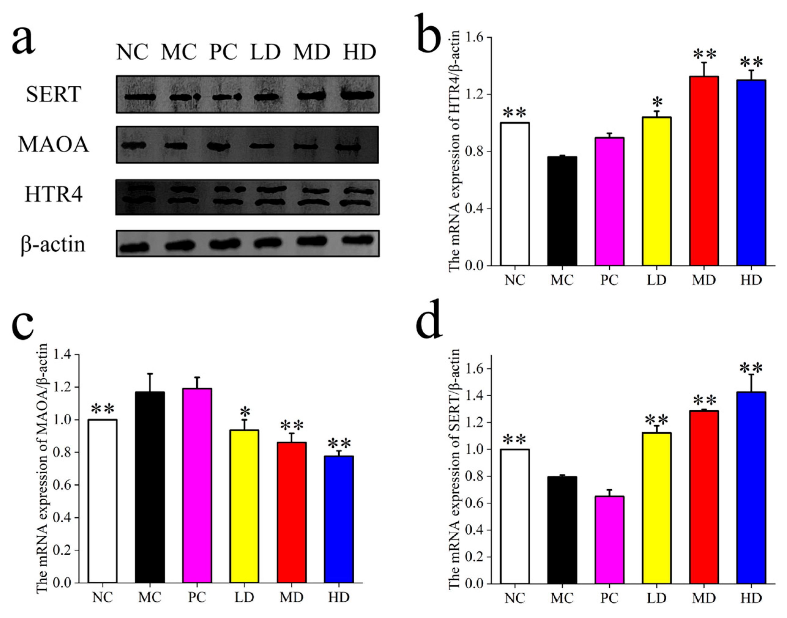 Mung Bean Starch-Derived Fermented Liquid Alleviates Constipation via 5 ...