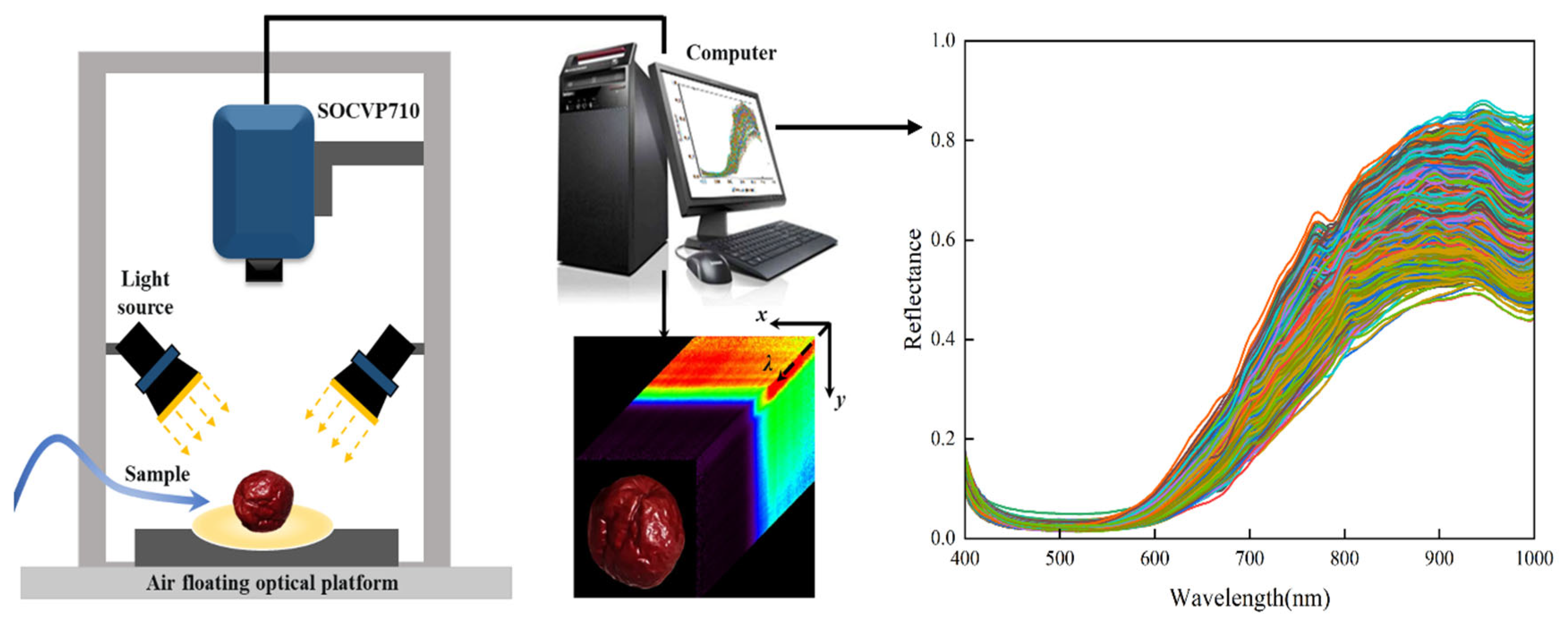 Classification Prediction of Jujube Variety Based on Hyperspectral Imaging: A Comparative Study ...