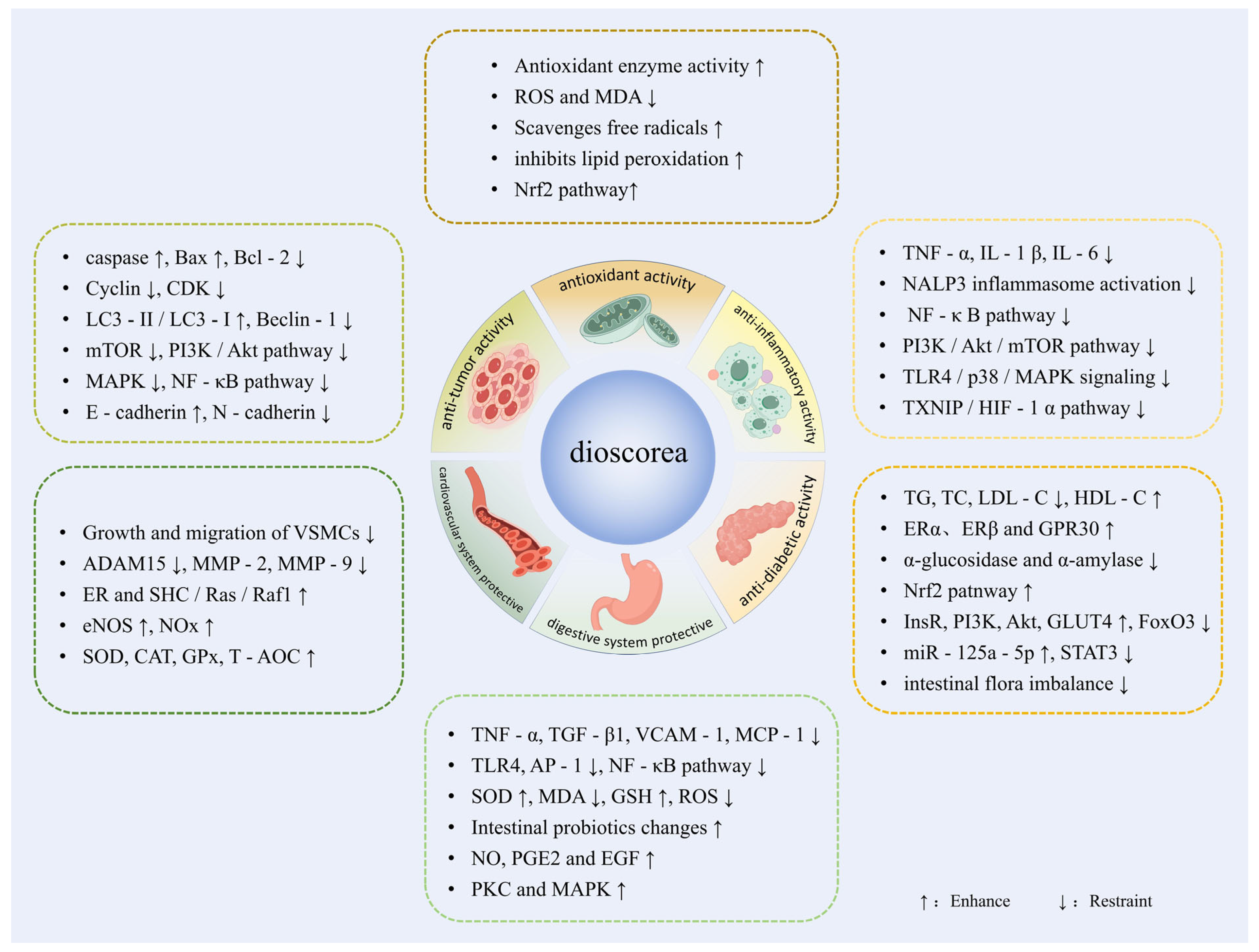 Bioactive Metabolites of Dioscorea Species and Their Potential ...