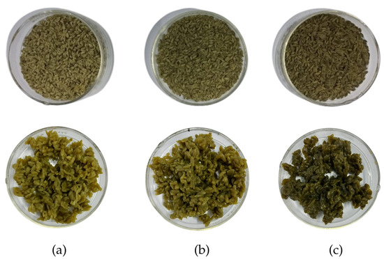 Analog Rice Based on Sago and Corn with the Addition of Moringa Leaf ...