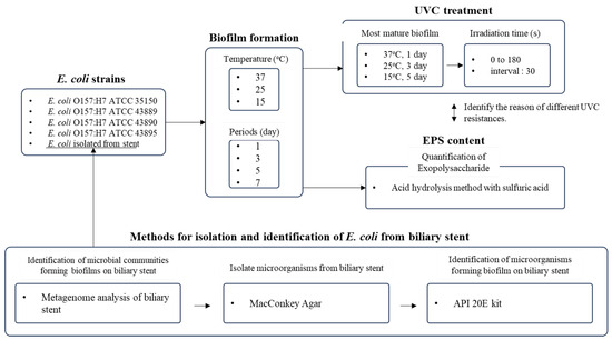 Effects of UVC Treatment on Biofilms of Escherichia coli Strains Formed at Different ...