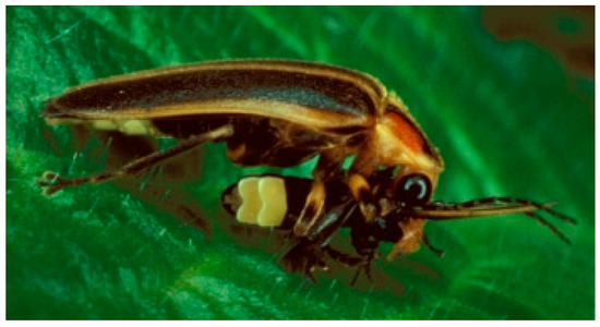 Utilizing the Honeybees Mating-Inspired Firefly Algorithm to Extract ...