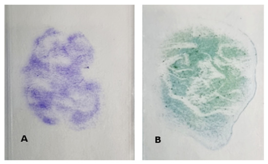 Development of a Simple Cell Harvesting Method to Maximise DNA Recovery ...