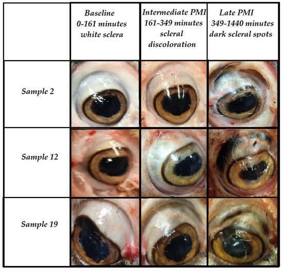 Creation of an Experimental Animal Model for the Study of Postmortem ...