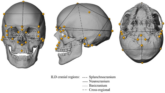 Exploring Cranial Growth Patterns from Birth to Adulthood for Forensic ...