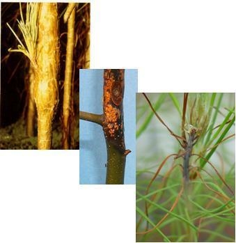 Forests | Special Issue : Fusiform Rust Disease—Biology and Management ...