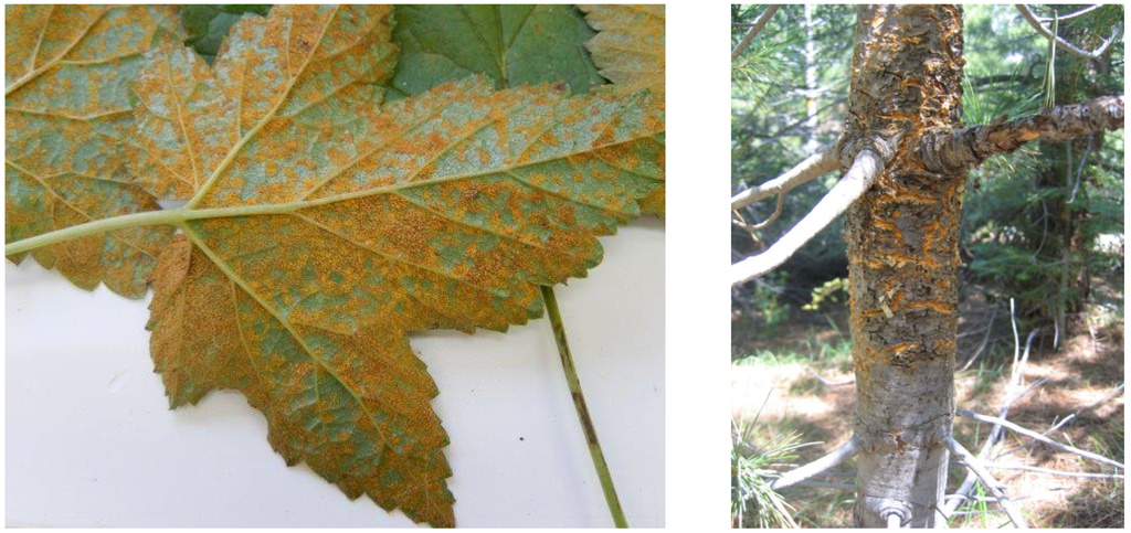 Forests | Free Full-Text | Genetic Resistance to Fusiform Rust in ...