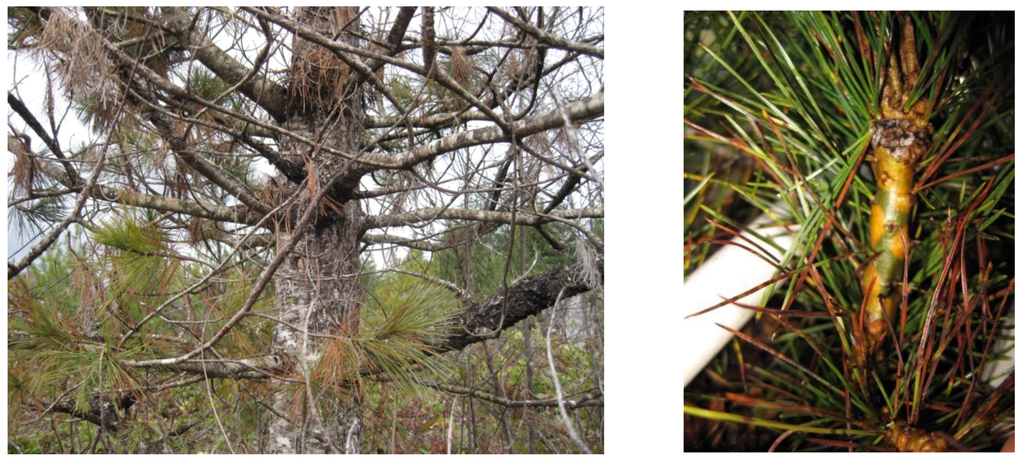 Forests | Free Full-Text | Genetic Resistance to Fusiform Rust in ...