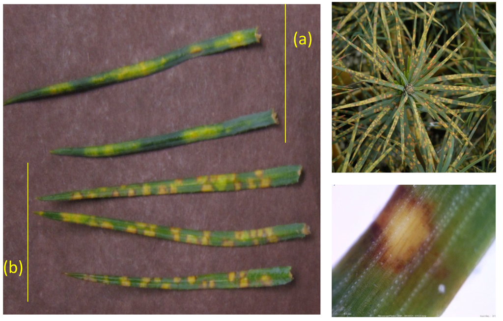 Forests | Free Full-Text | Genetic Resistance to Fusiform Rust in ...