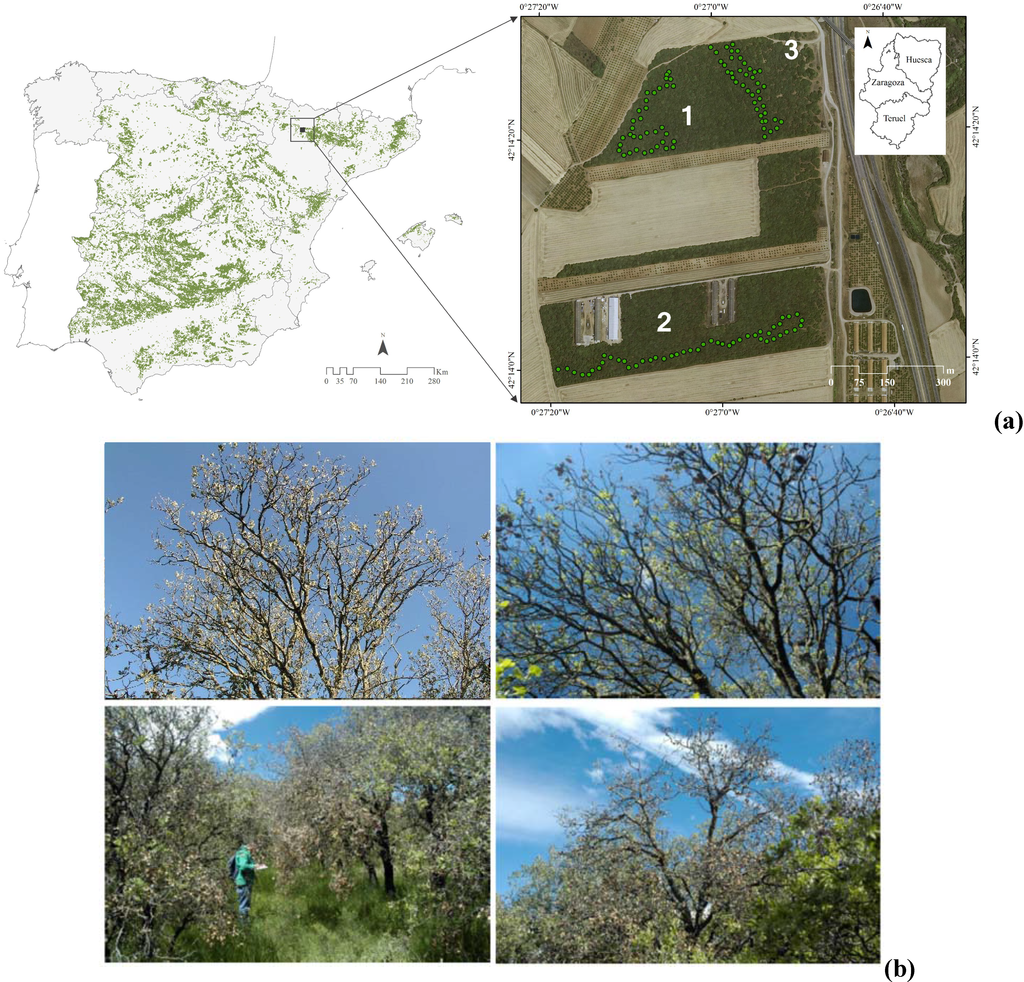 Timing of Drought Triggers Distinct Growth Responses in Holm Oak ...