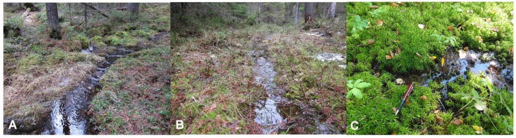Mapping Temporal Dynamics in a Forest Stream Network—Implications for ...