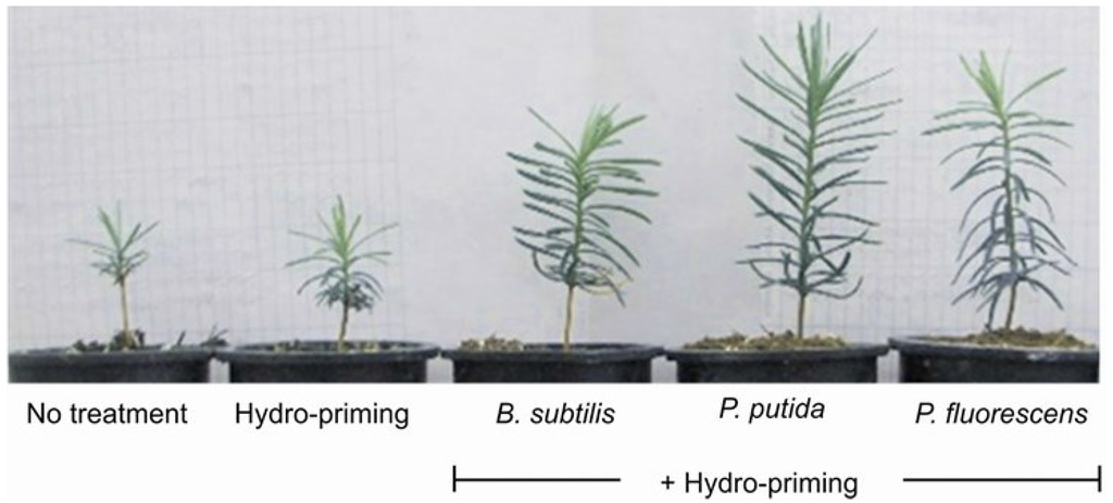 Effect of Hydropriming and Biopriming on Seed Germination and Growth of ...