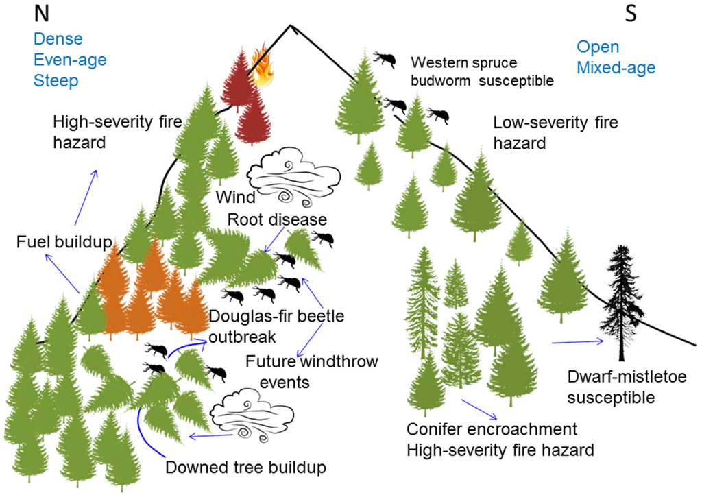 Forests | Free Full-Text | Disturbance Agents and Their Associated ...