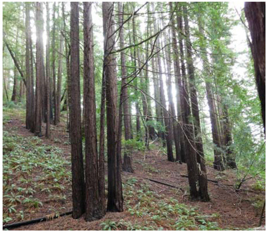 Regeneration Dynamics of Coast Redwood, a Sprouting Conifer Species: A ...