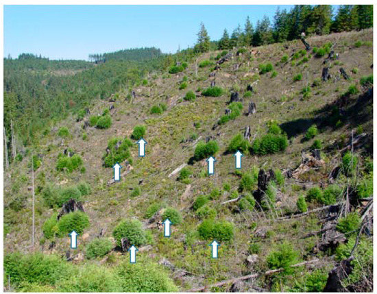 Regeneration Dynamics of Coast Redwood, a Sprouting Conifer Species: A ...